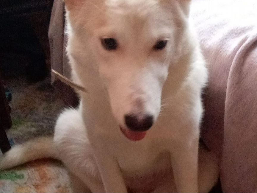 Собака в добрые руки хаски-лайка