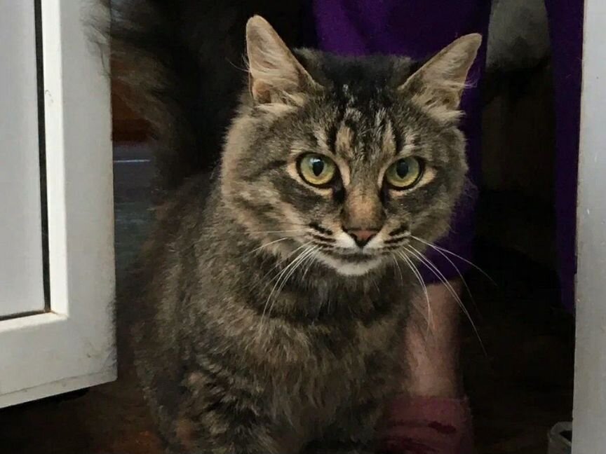 Кошка ищет дом