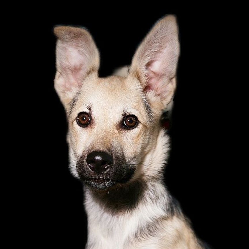 Собачка в добрые руки