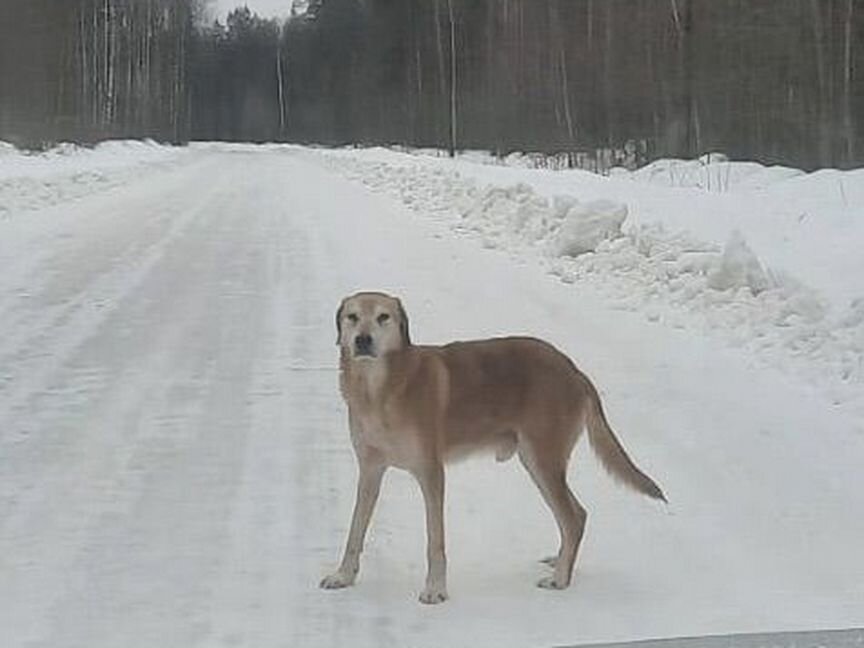Русская гончая выживает в лесу