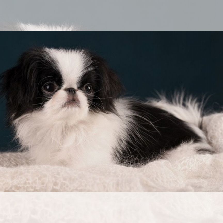 Японский хин, щенок