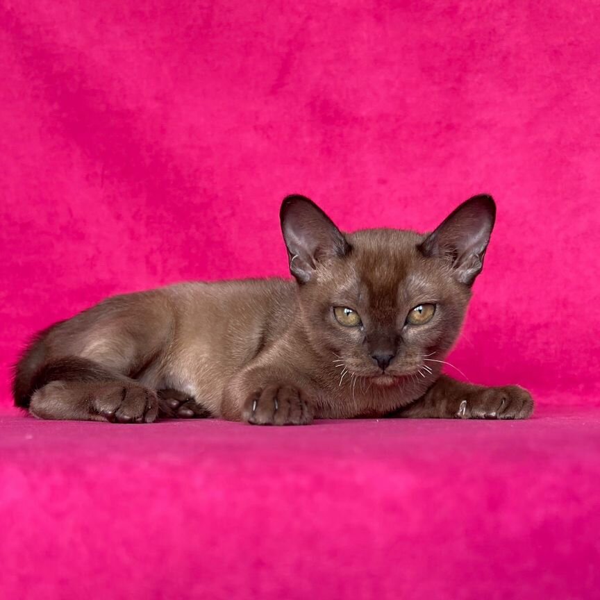 Бурманские котята