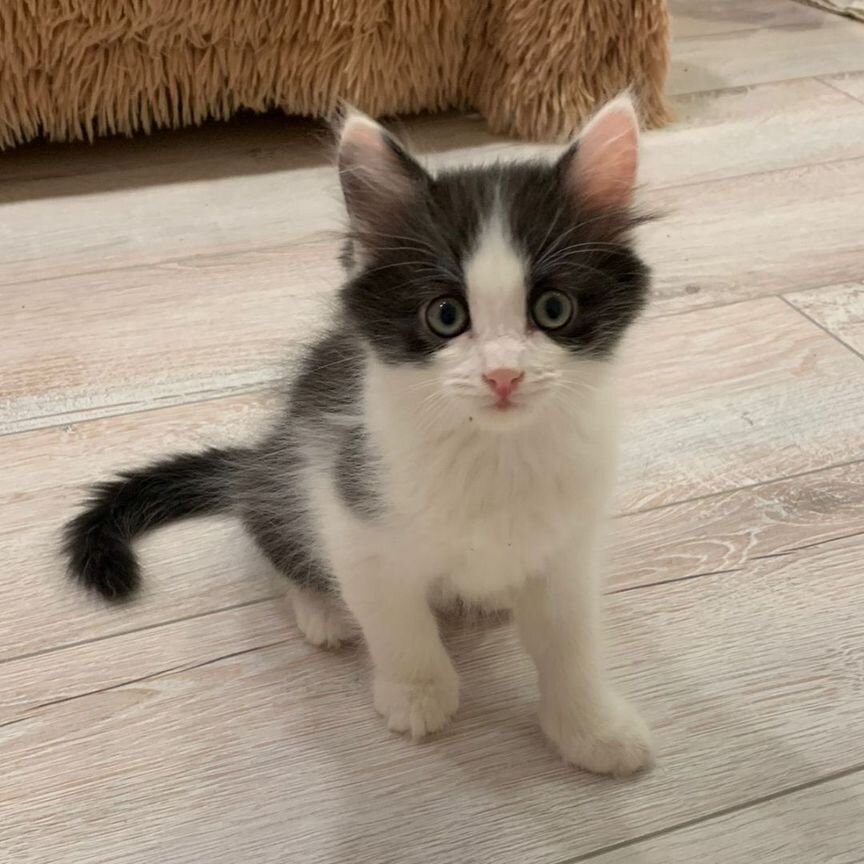 Котята в добрые руки бесплатно мальчик