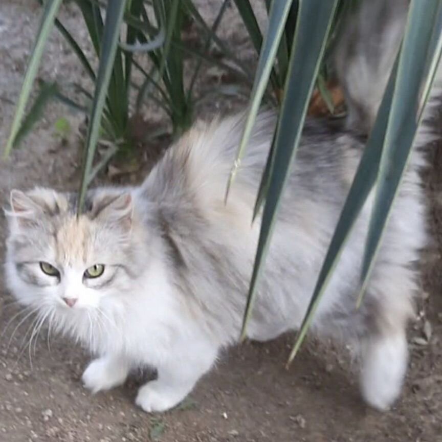 Отдам котёнка в добрые руки