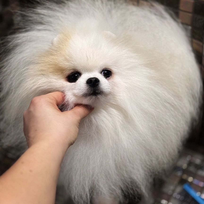 Померанский шпиц, взрослая собака