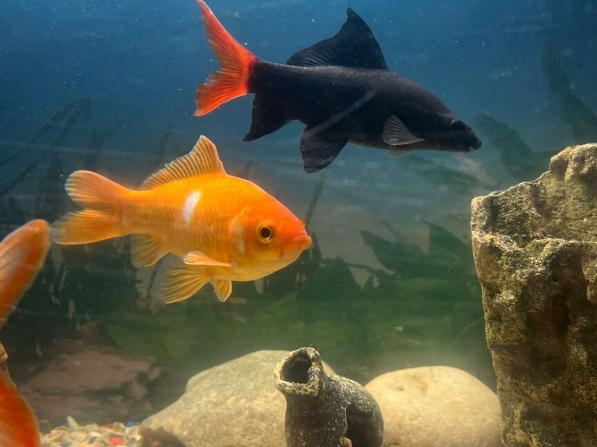 Лабео черный крупный