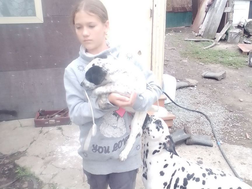 Продам далматинца щенка. Кабель