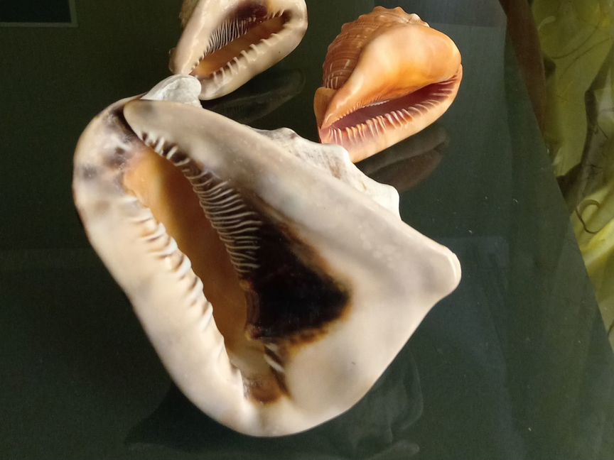 Большая морская раковина
