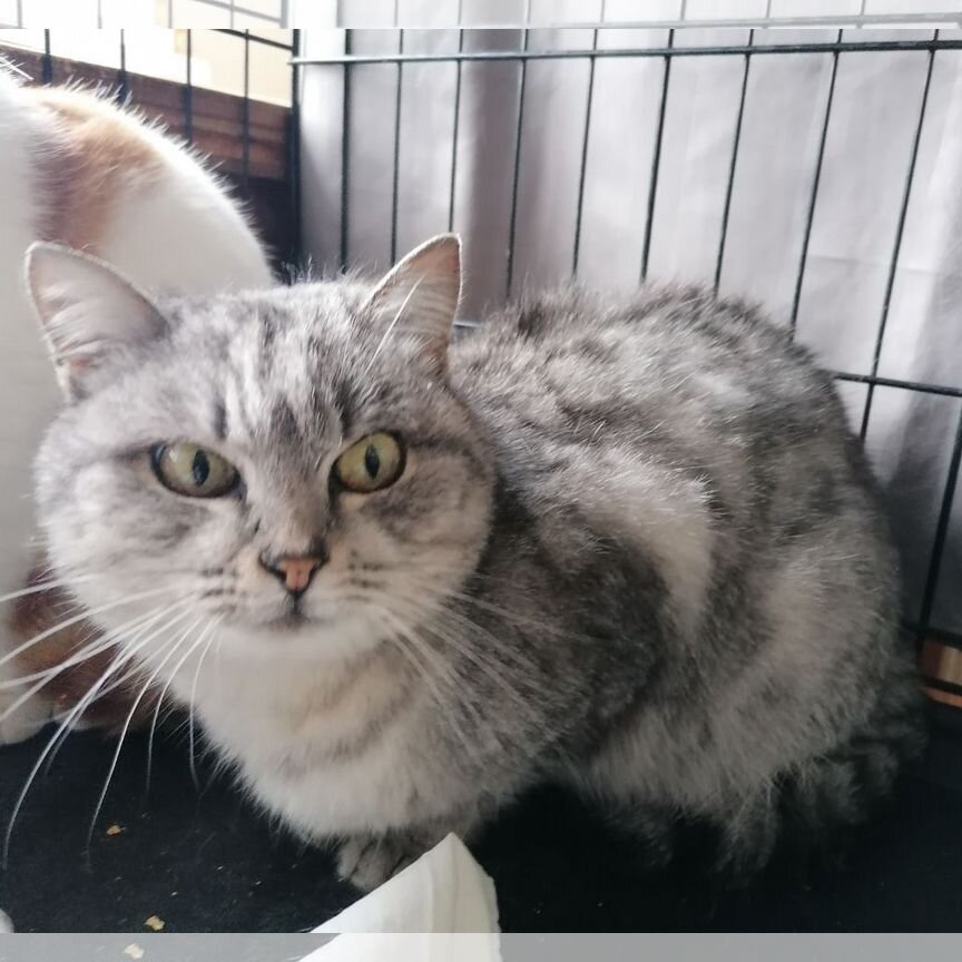 Шотландская прямоухая длинношёрстная, взрослая кошка