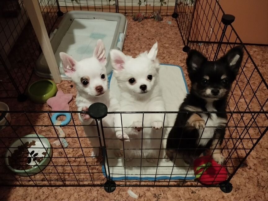 Щенки чихуахуа 2мал. И девочка