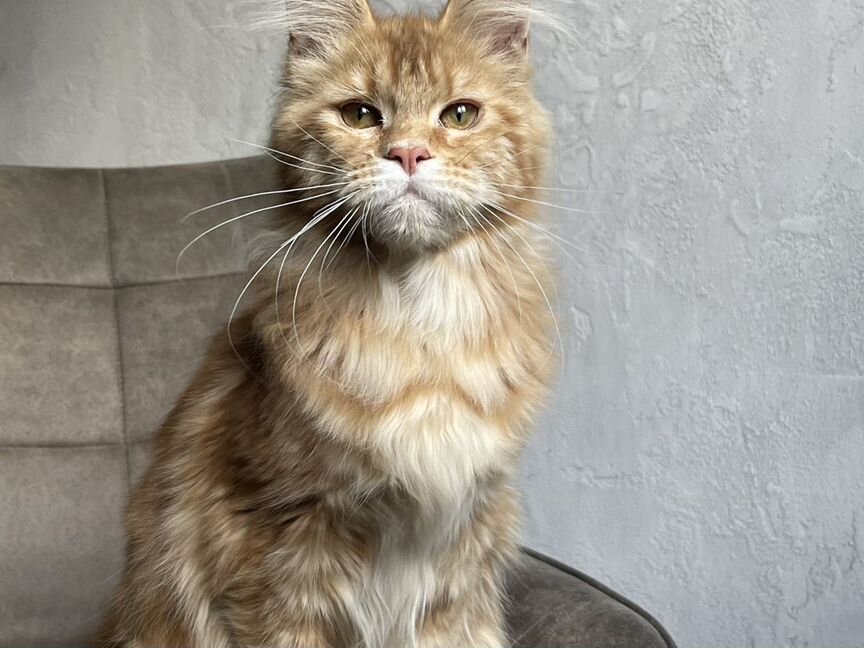 Котенок мейн кун, стерилизованная кошечка