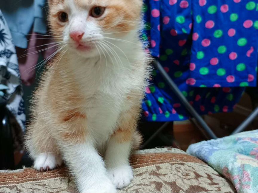 Персиковый кот. От лесного кота и трёхцв кошка