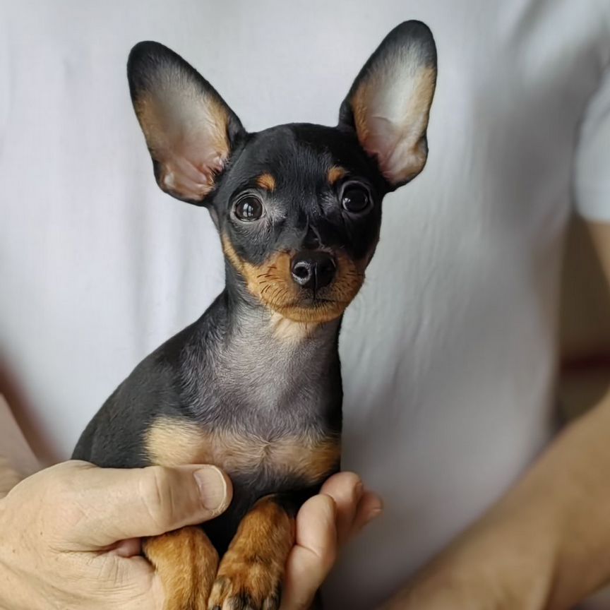 Пражский крысарик, щенок