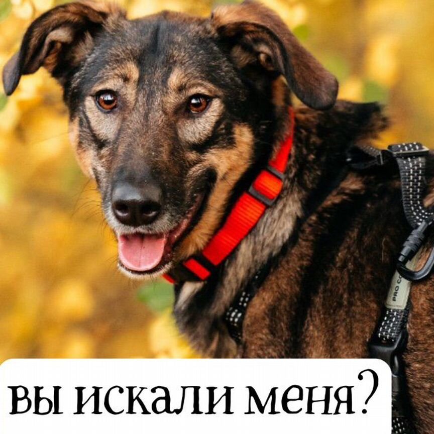 Взрослая собака в добрые руки