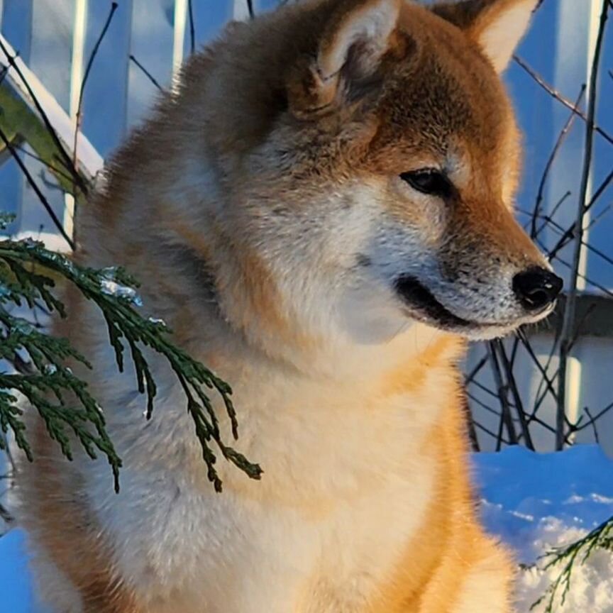 Сиба ину девочка