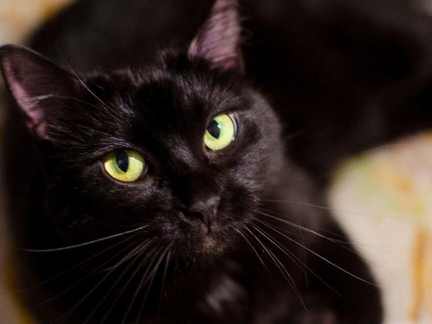 Черная кошка Арсения в добрые руки