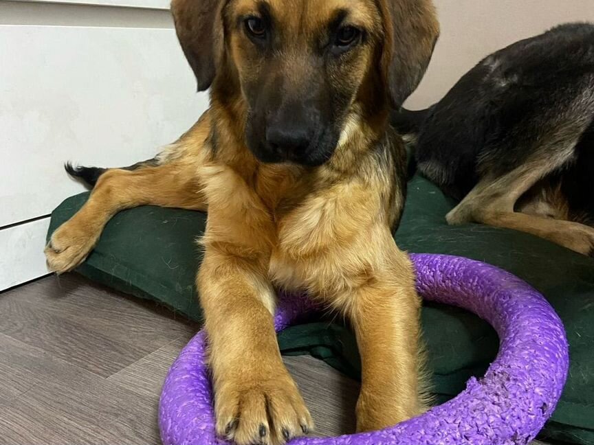 Кто полюбит сладкого Кекса