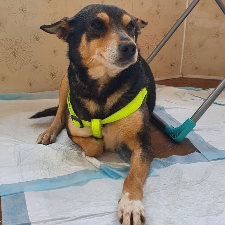 Собака в добрые руки