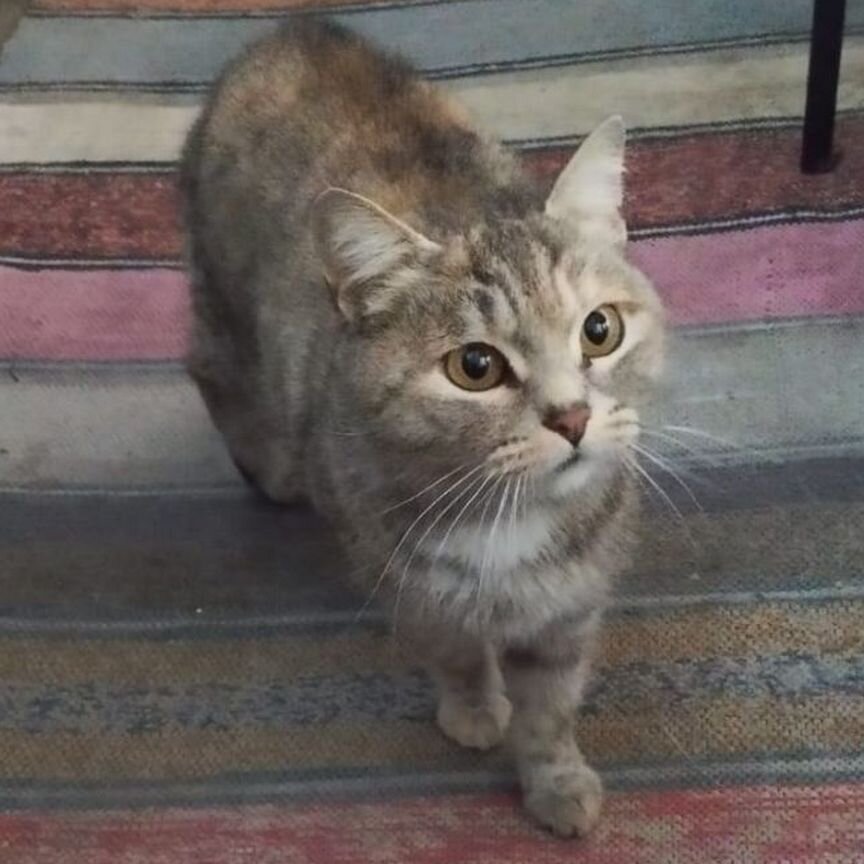 Отдадим бесплатно кошечку