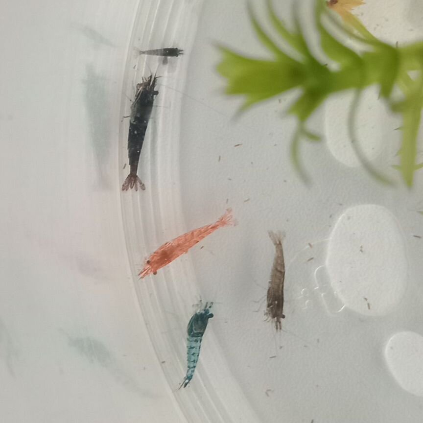 Аквариумные креветки