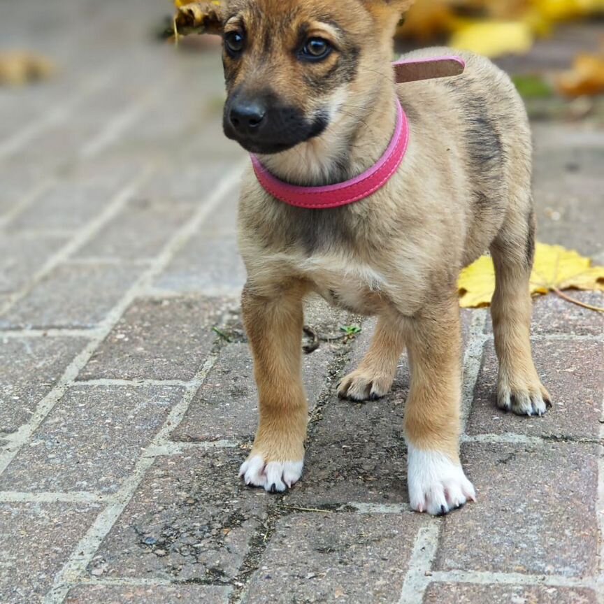 Щенячий патруль девчонки