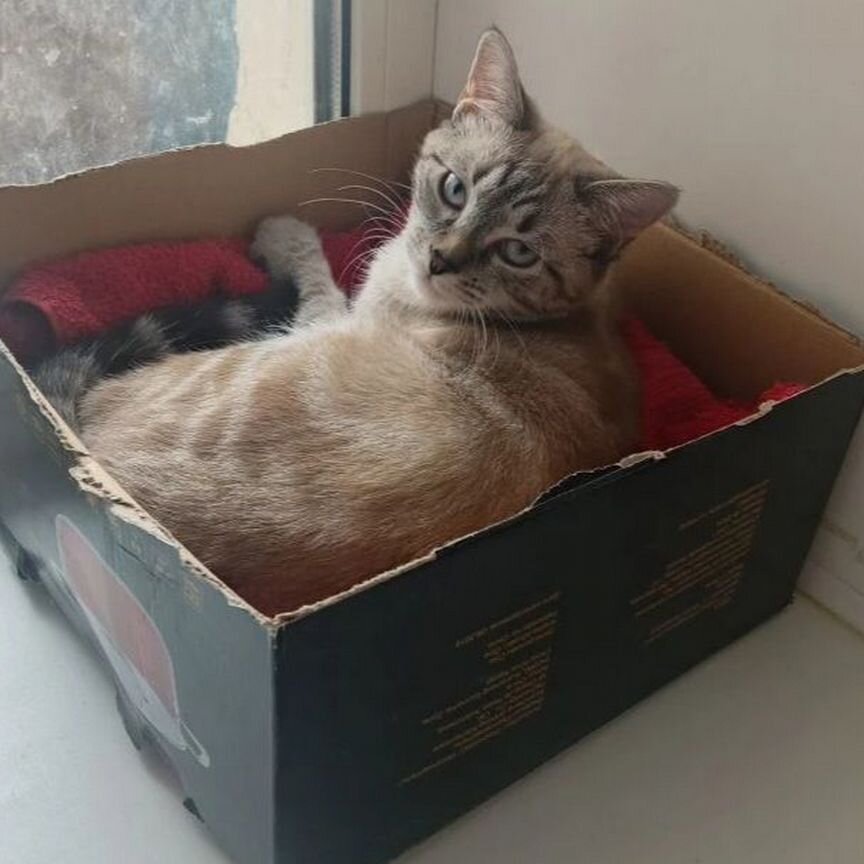 Котёнок в добрые руки