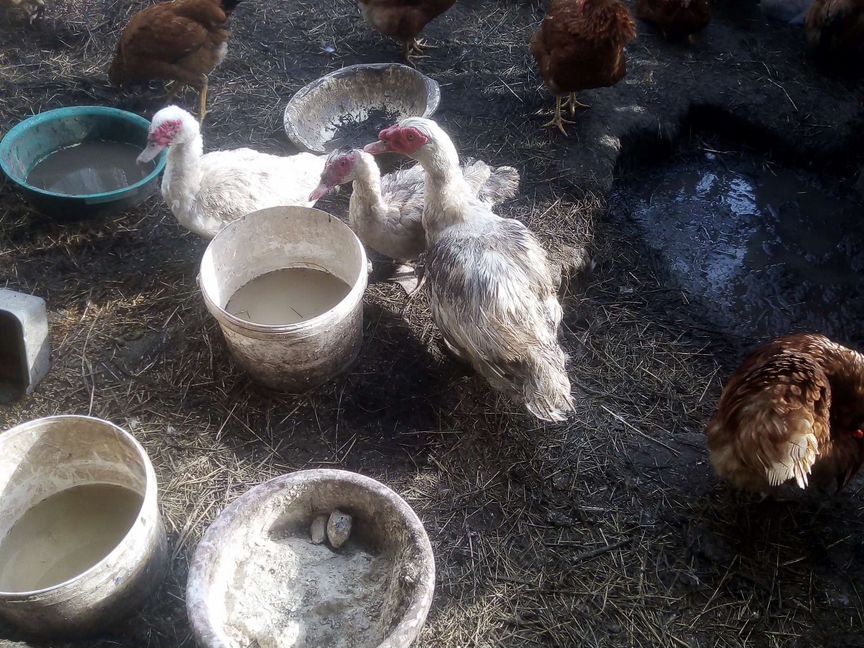 Утки муларды