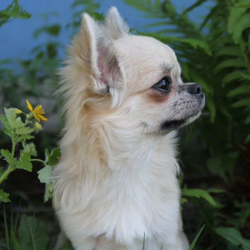 Чихуахуа, щенок