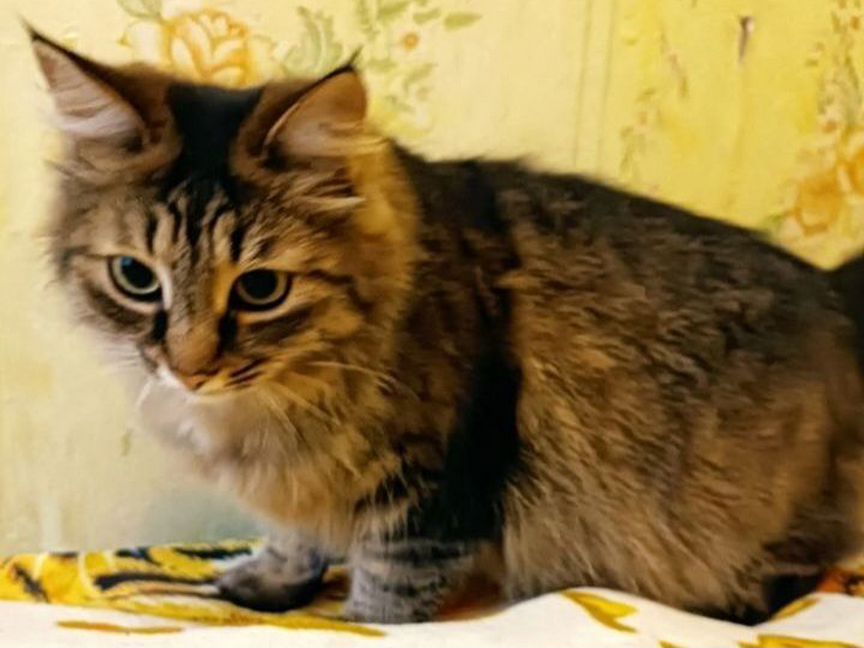 Кошечка в добрые руки