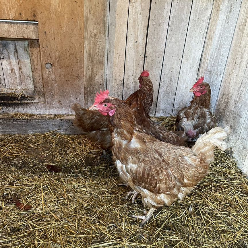 Куры-несушки