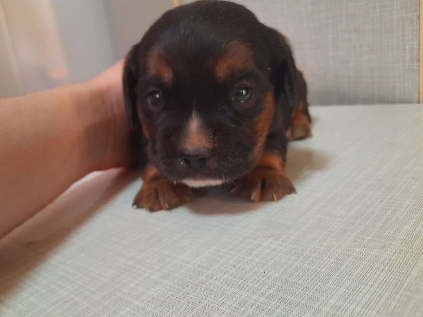 Щенки от спаниеля и дворняги в добрые руки