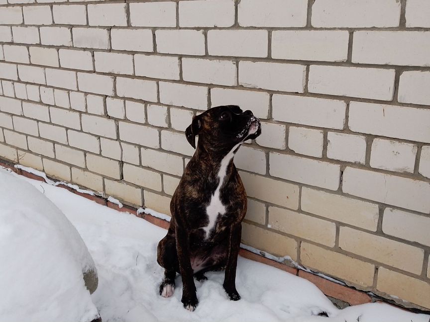 Немецкий боксер