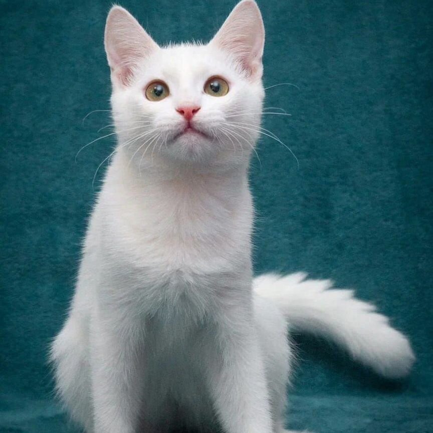 Котенок в добрые руки