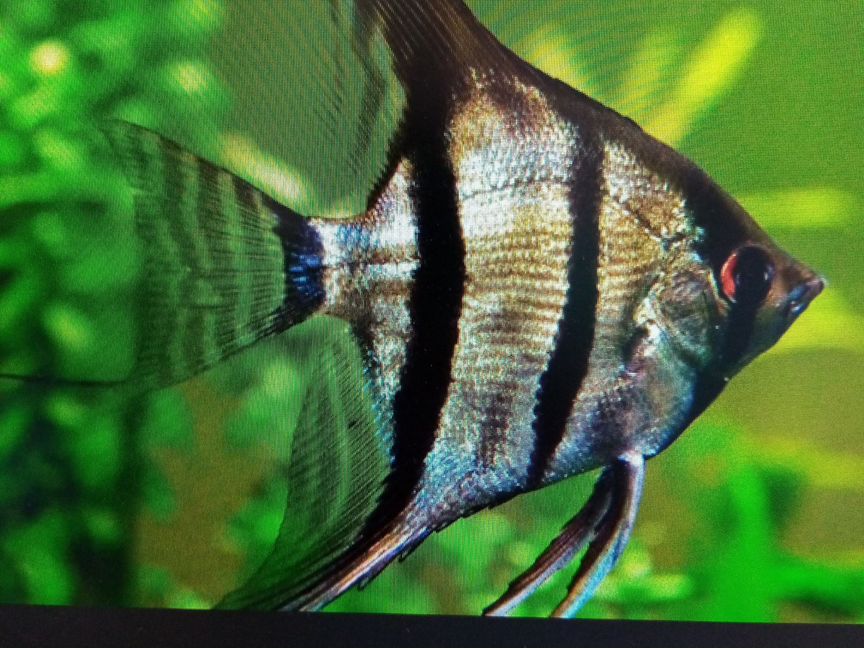 Аквариумные рыбки