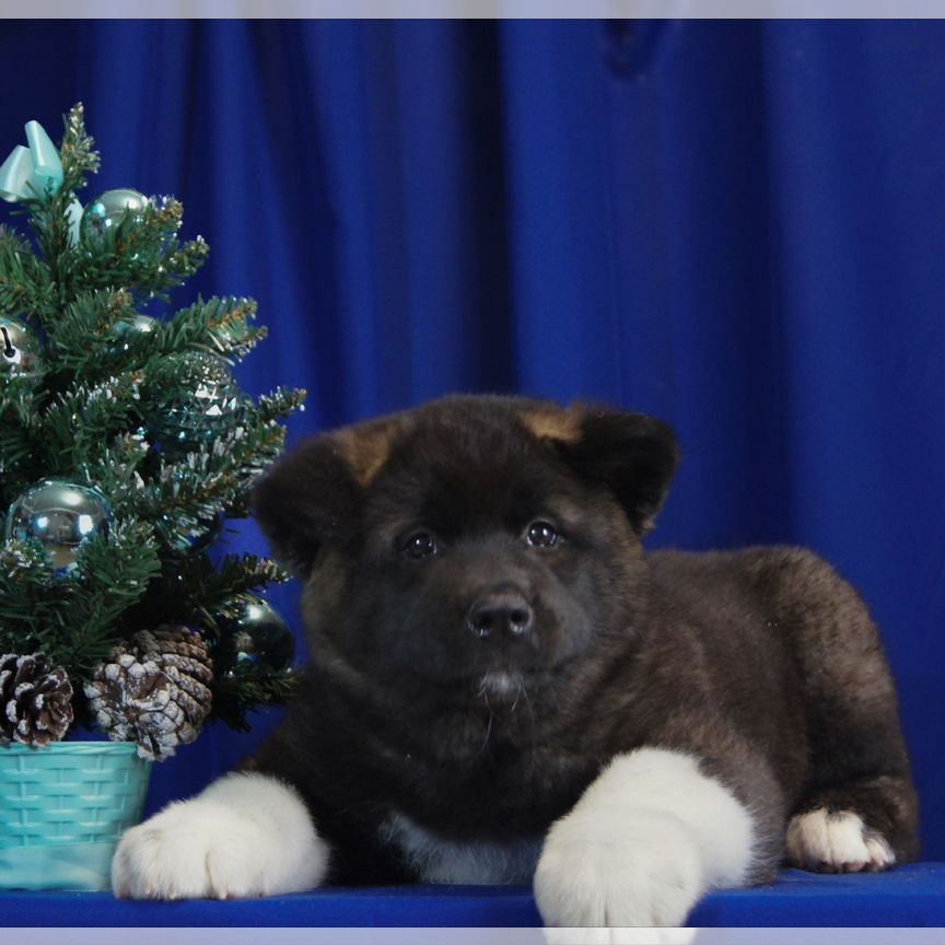 Американская акита, щенок