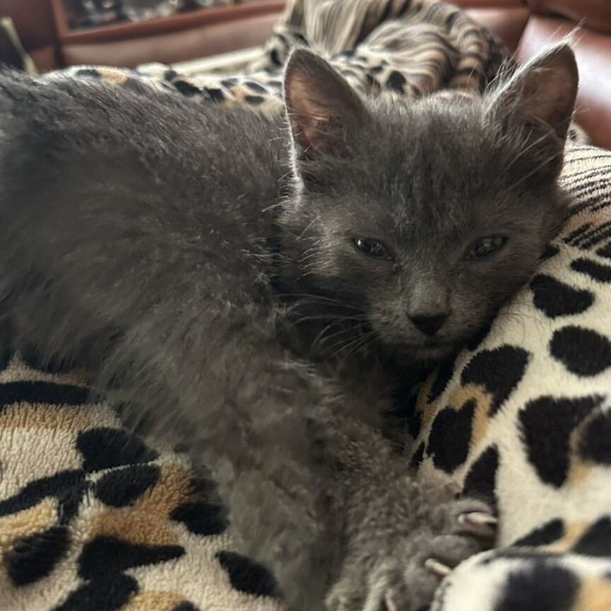 Котёнок в добрые руки