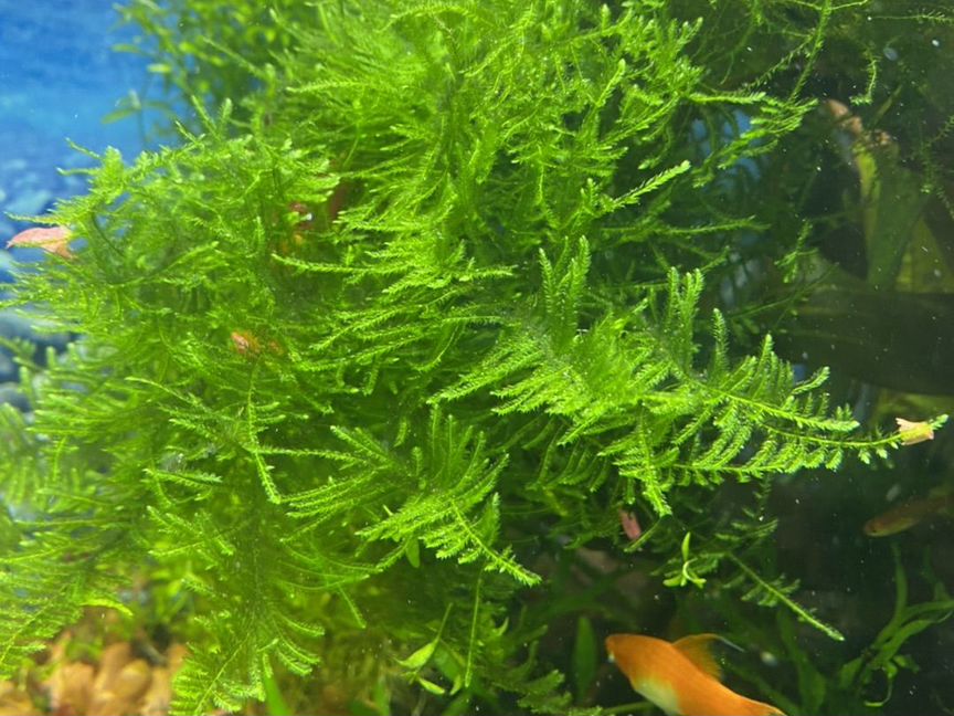 Растение в аквариумное