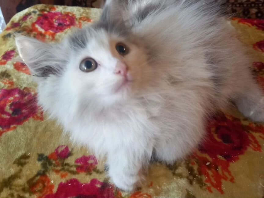 Котик 1.5 мес в семью