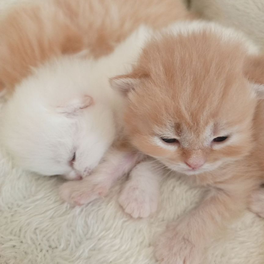 Рыжий котенок девочка