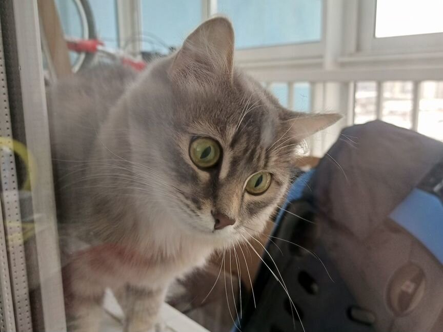 Сибирская кошка. 1.5 года. Отдам