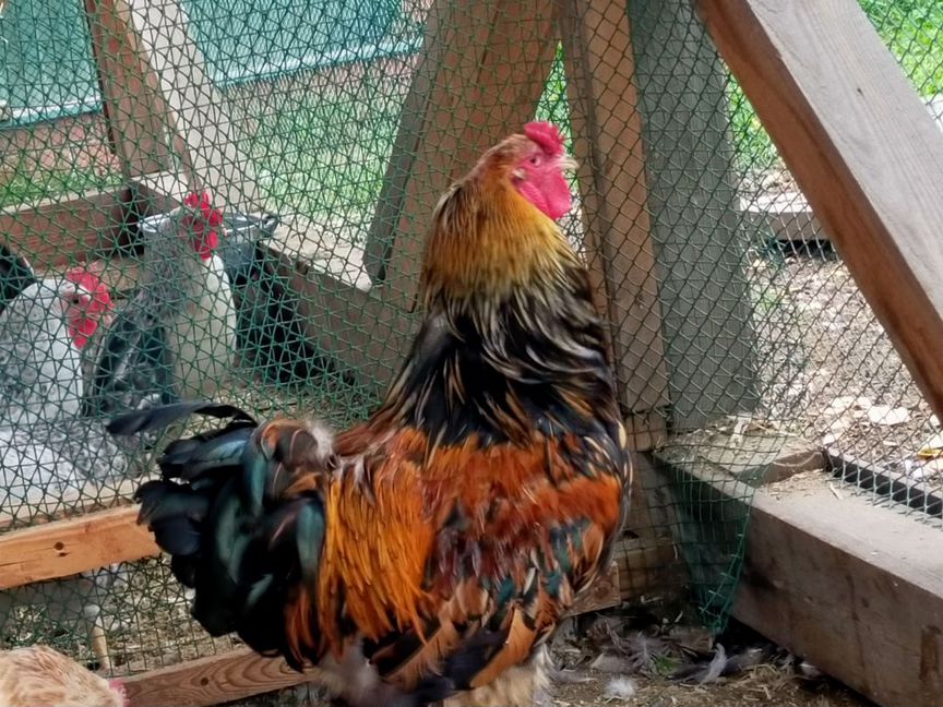 Семья Брама чёрное золото