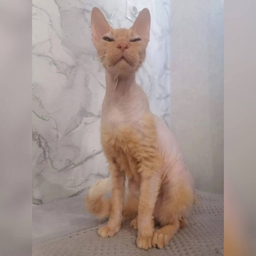 Гимли мечтает стать домашним