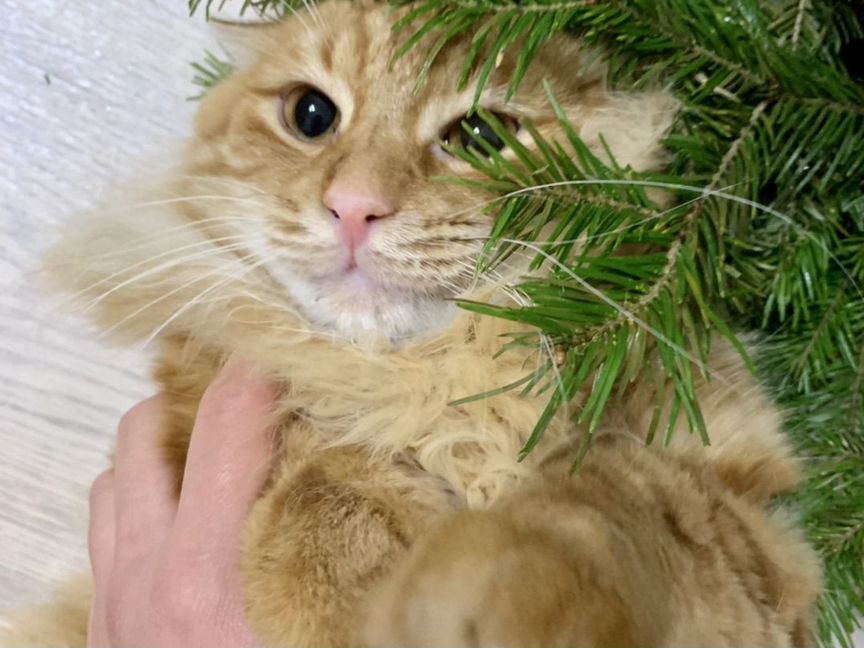 Рыжий Пушистый кот котик в дар