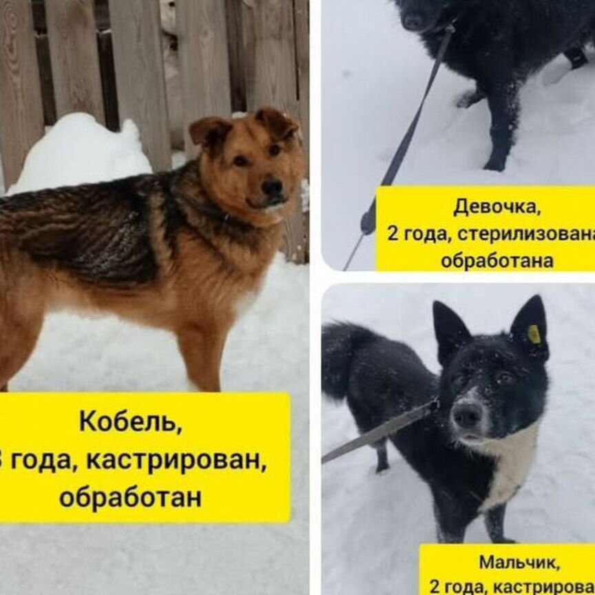 Взрослая собака в добрые руки