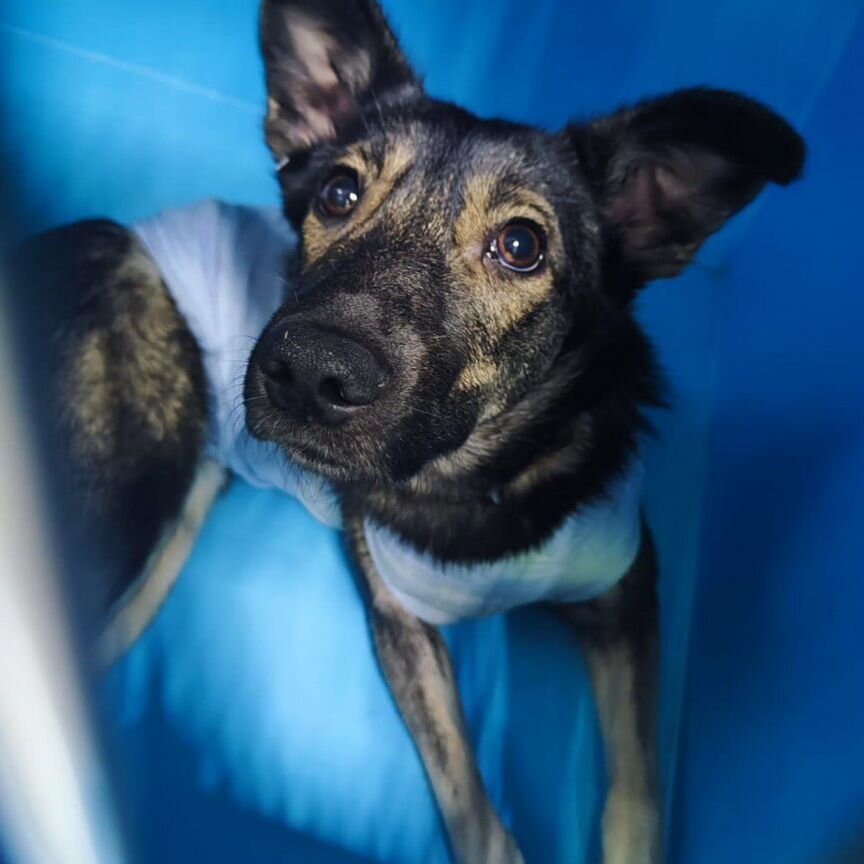 Малышка так хочет дом