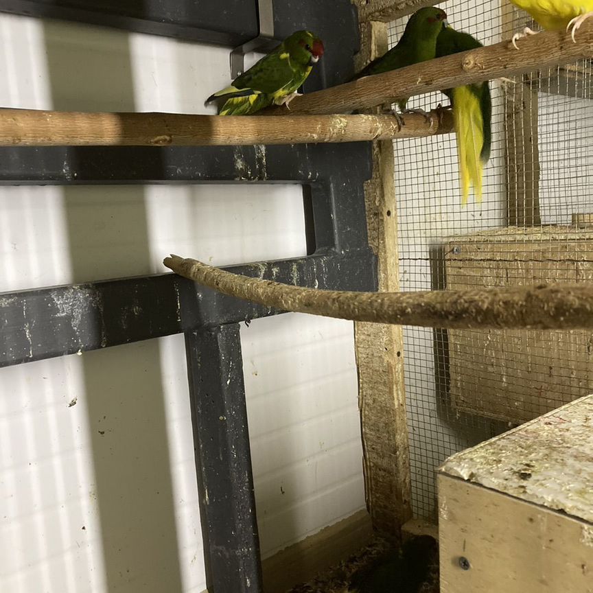 Попугаи какарики молодые