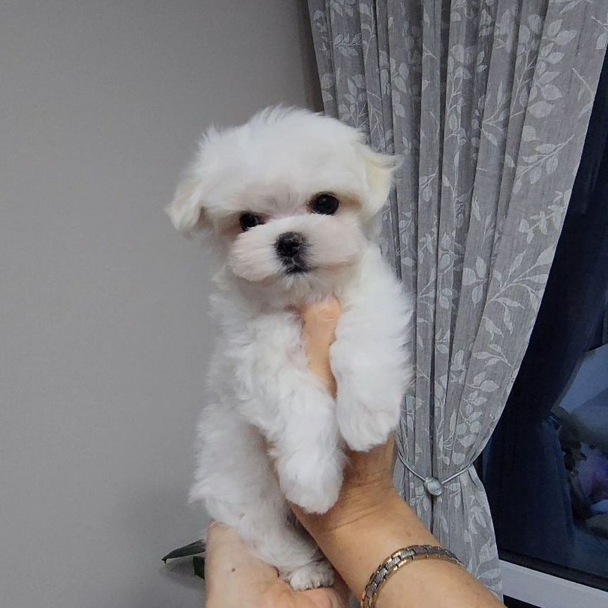 Мальчик мальтезе