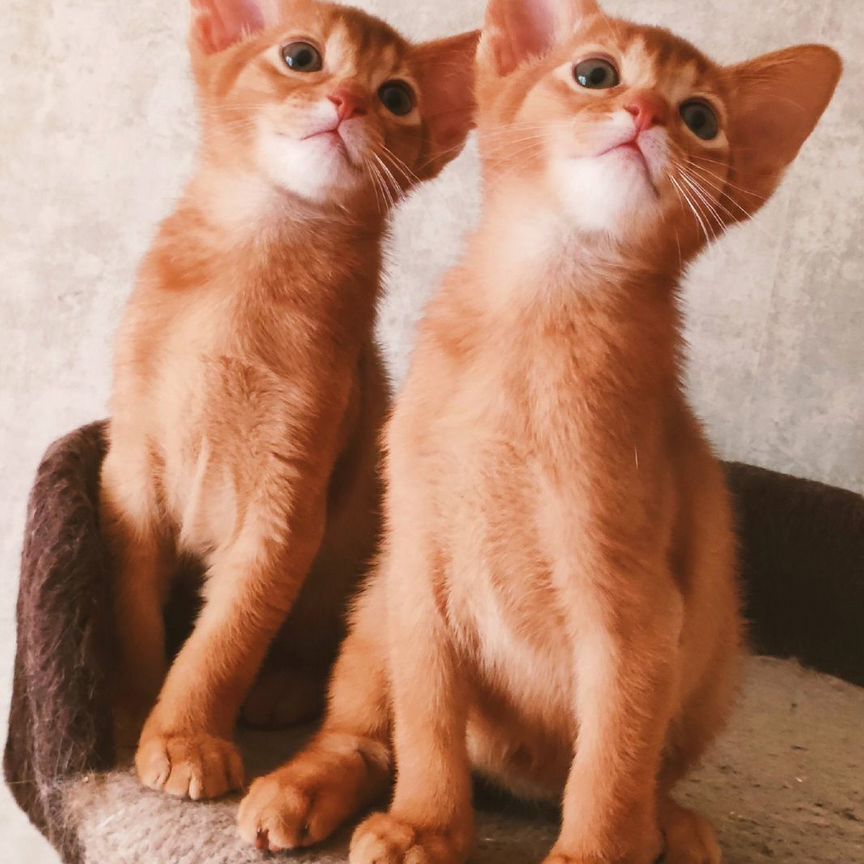 Абиссинские рыжие малышки