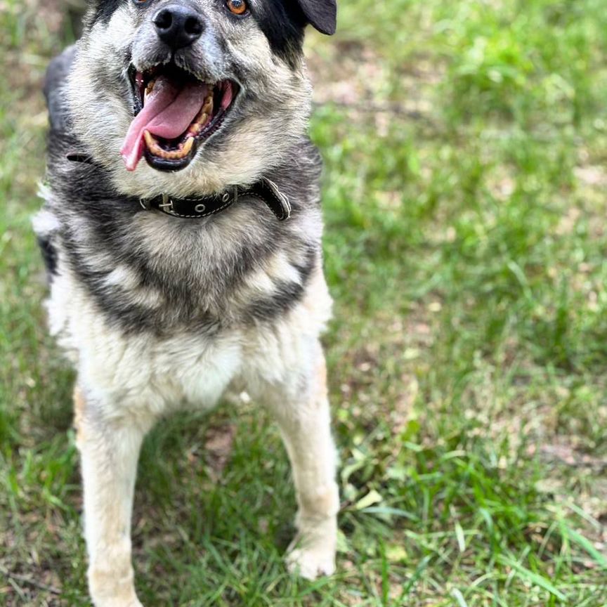 Собачка в добрые руки