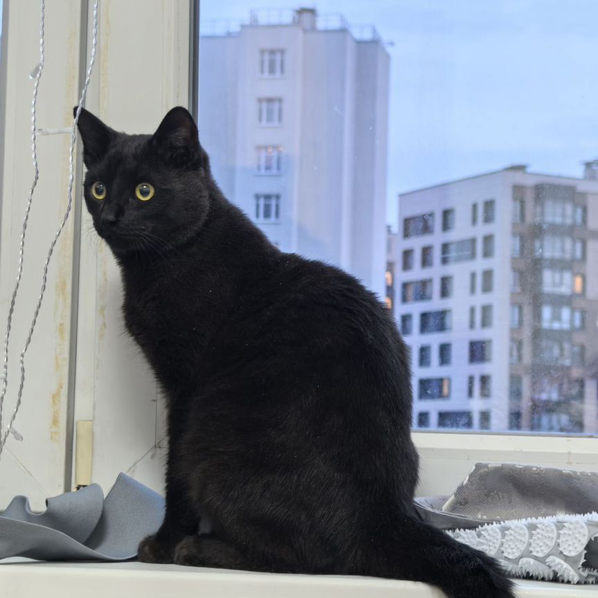 Отдам кота в добрые руки